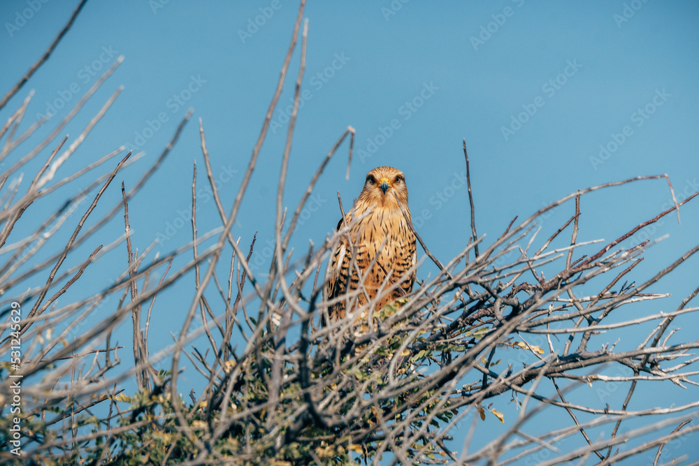 Heuschreckenteesa (Grasshopper Buzzard, Butastur rufipennis) auf einem ...