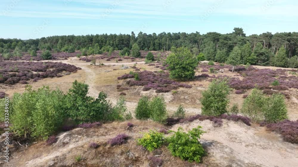 Heide or hei also heath vegetation consists of dwarf shrubs from the ...