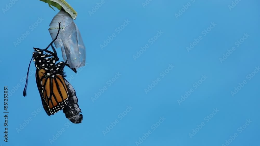 Monarch Butterfly begins to dry wings after emerging from Chrysalis ...