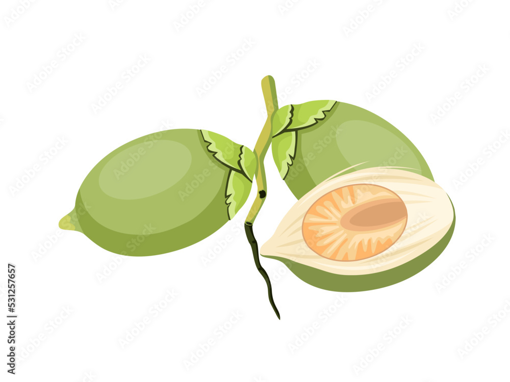 Vector illustration, green betel nut, also known as areca nut ...