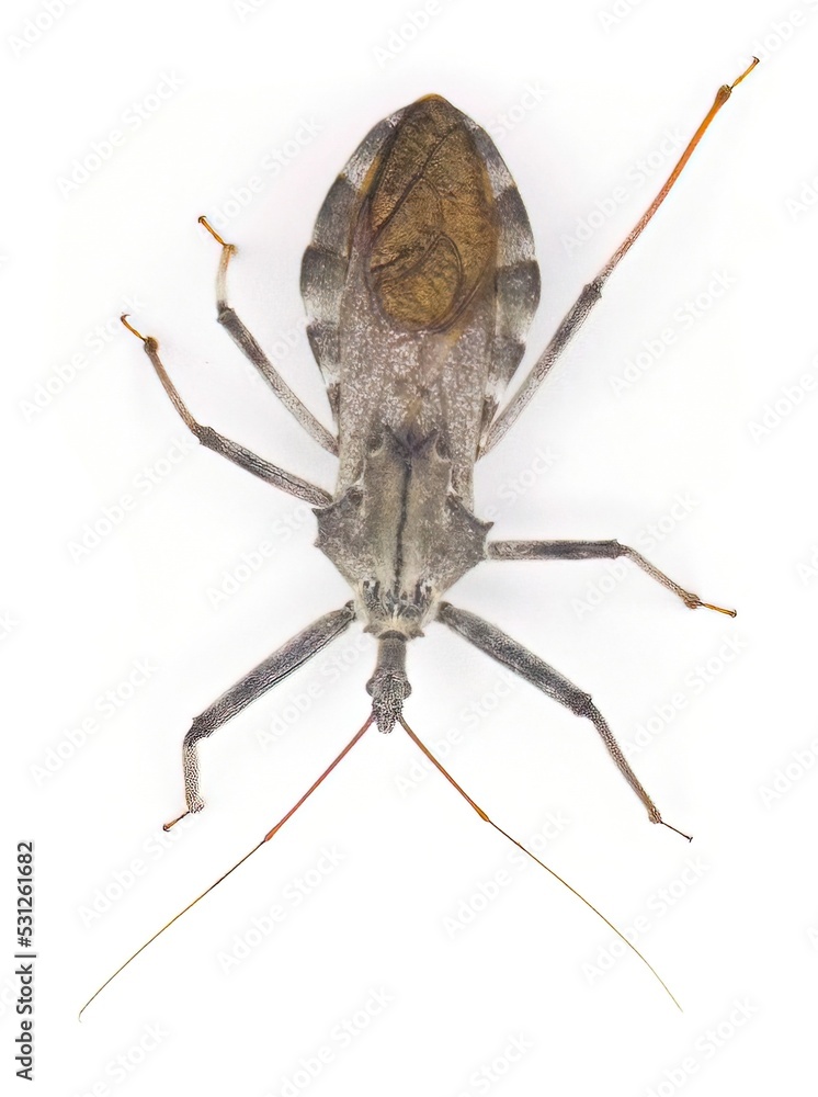 American wheel bug - Arilus cristatus - isolated on white background ...