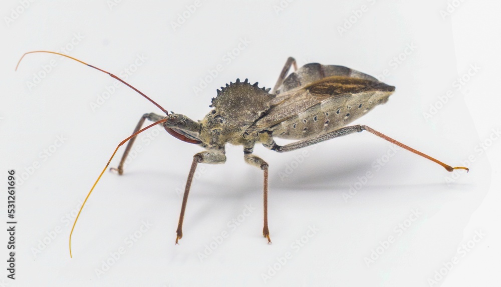 American wheel bug - Arilus cristatus - isolated on white background ...