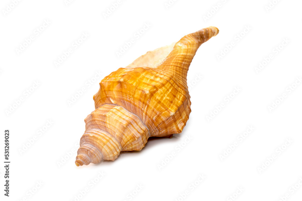 Image of Trapezium Horse Conch / Striped Fox Conch seashell ...