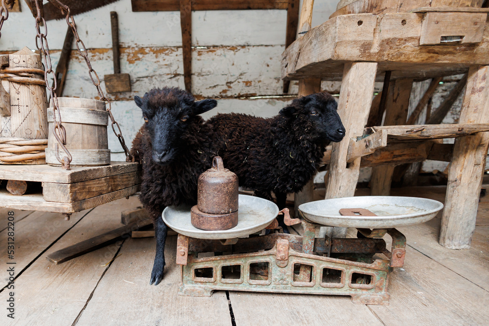 Black Ouessant sheep - one of the smallest breeds of sheep in the world ...