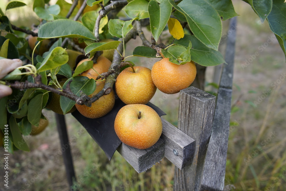 Pyrus pyrifolia is a species of pear tree native to East Asia. The tree ...