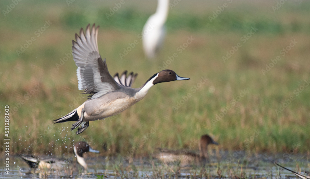 Northern Pintail Stock Photo | Adobe Stock