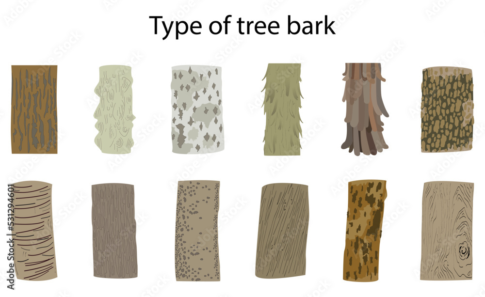 illustration of biology and plant kingdom, Tree Bark Texture, Bark is the outermost layer of ...