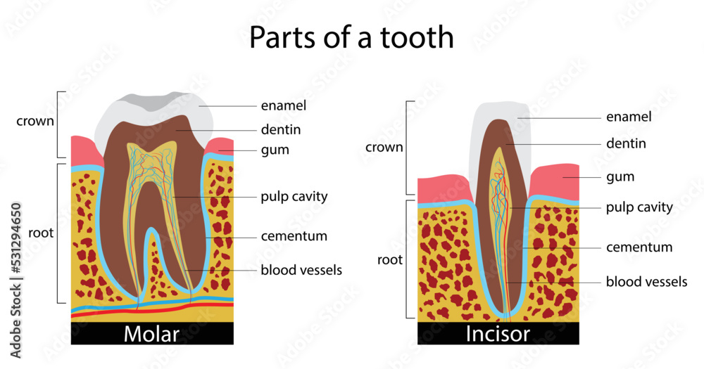 illustration of biology and medical, part of the tooth, Dental anatomy ...
