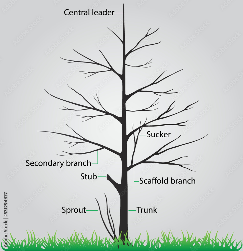 Stockvector Illustration Of Biology And Plant Kingdom Parts Of A Tree Anatomy Of A Deciduous