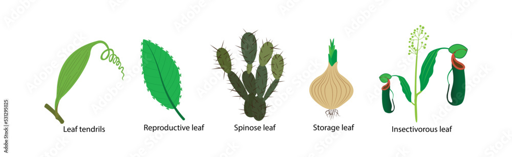 illustration of biology and plant kingdom, leaves of the cactus plants ...