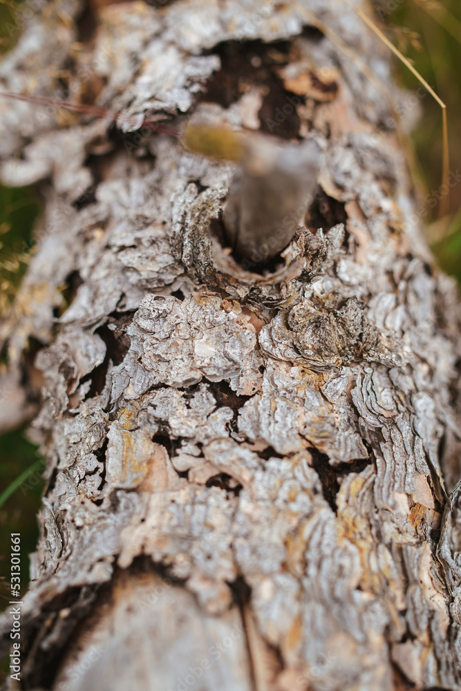 Macro texture of worn white log with cracks, fissures, bark, and ...