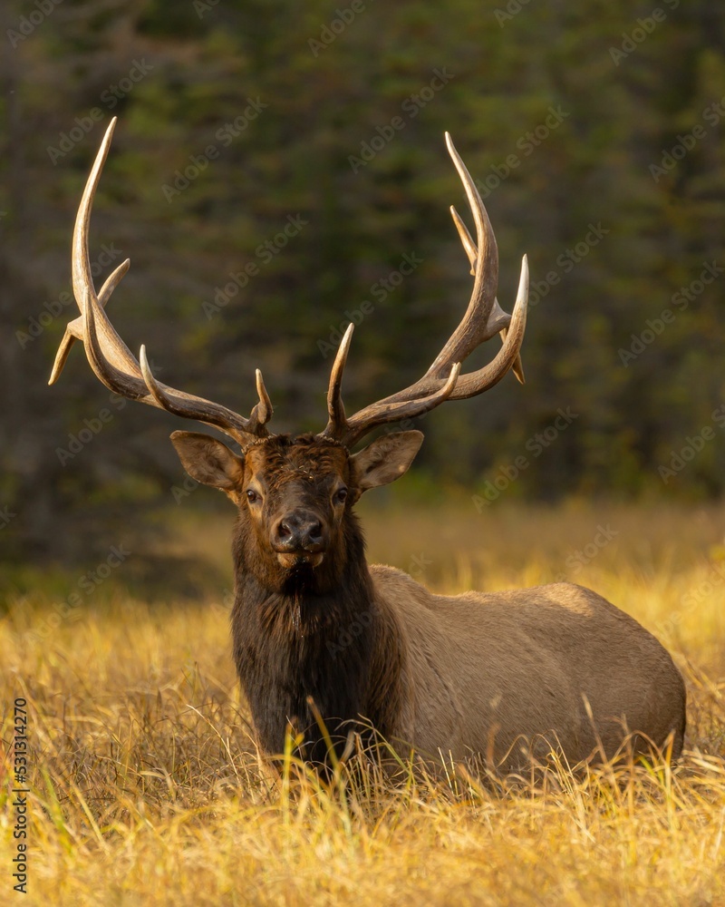 Beautiful elk photographed at golden hour - Cervus canadensis nelsoni ...