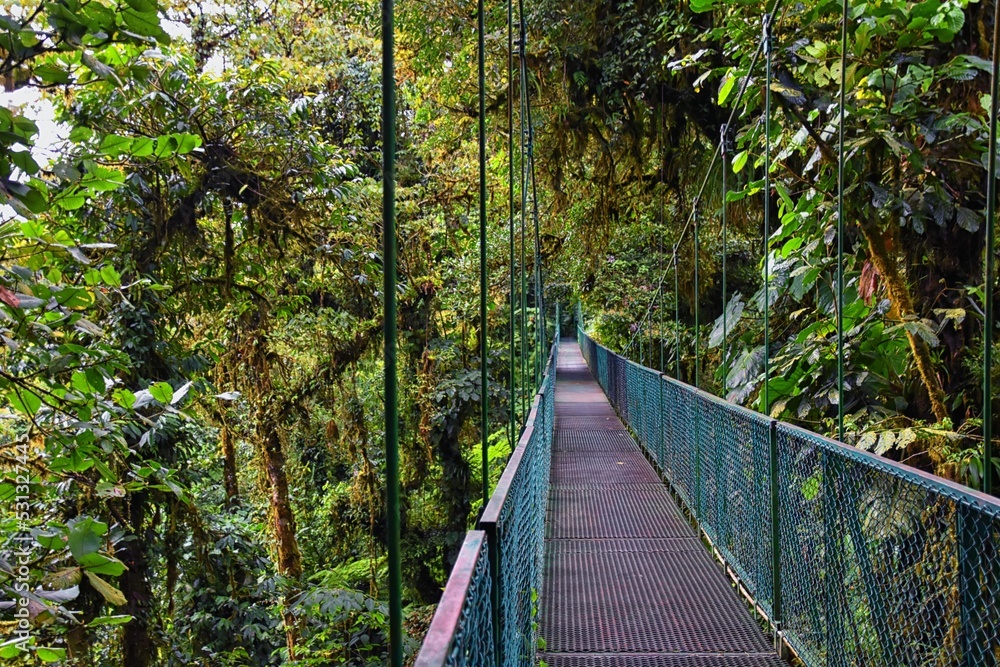 Monteverde Cloud Forest Reserve, hanging, suspended bridge, treetop ...