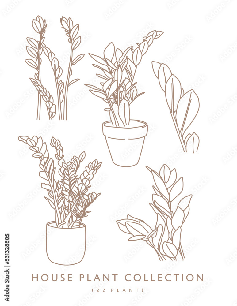 ZZ Plant - Zamioculcas Zamiifolia - House Plant Collection - Outlines ...