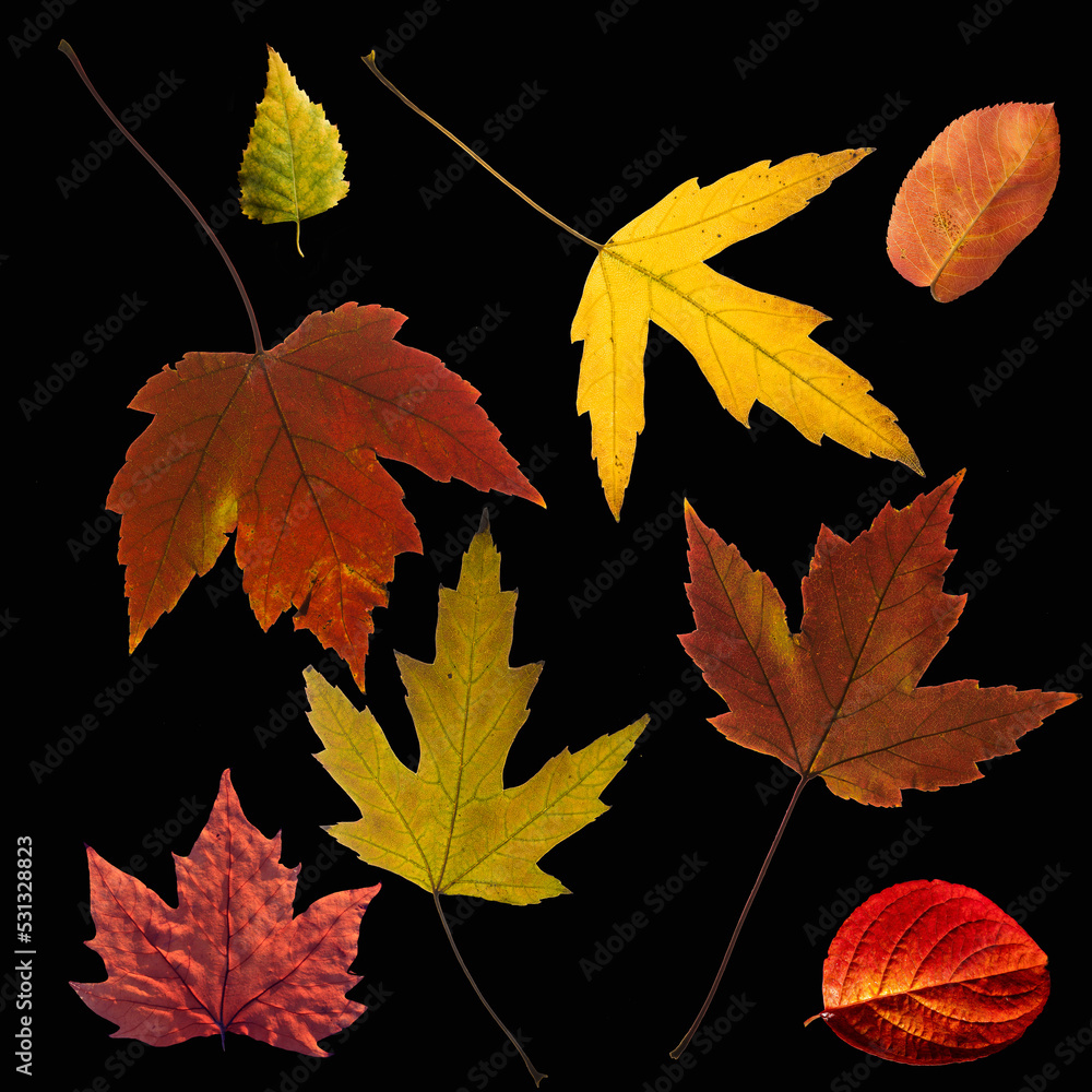 Different colored fall leaves. Set of olorful leaves isolated on black ...