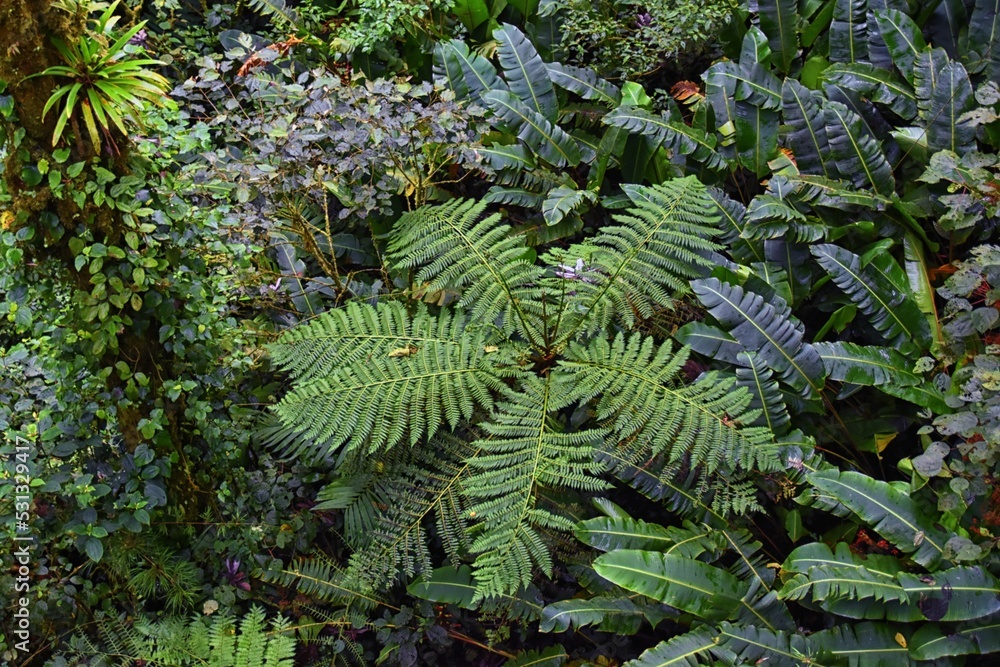 Monteverde Cloud Forest Reserve, views of tropical forest foliage ...