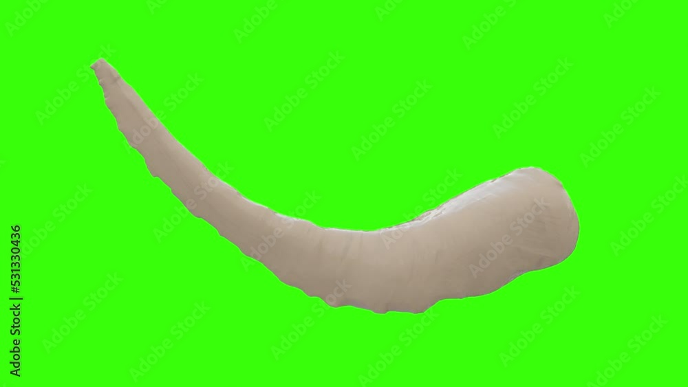 Vidéo Stock A spinning white Horn of cattle on green time. Bone trumpet ...