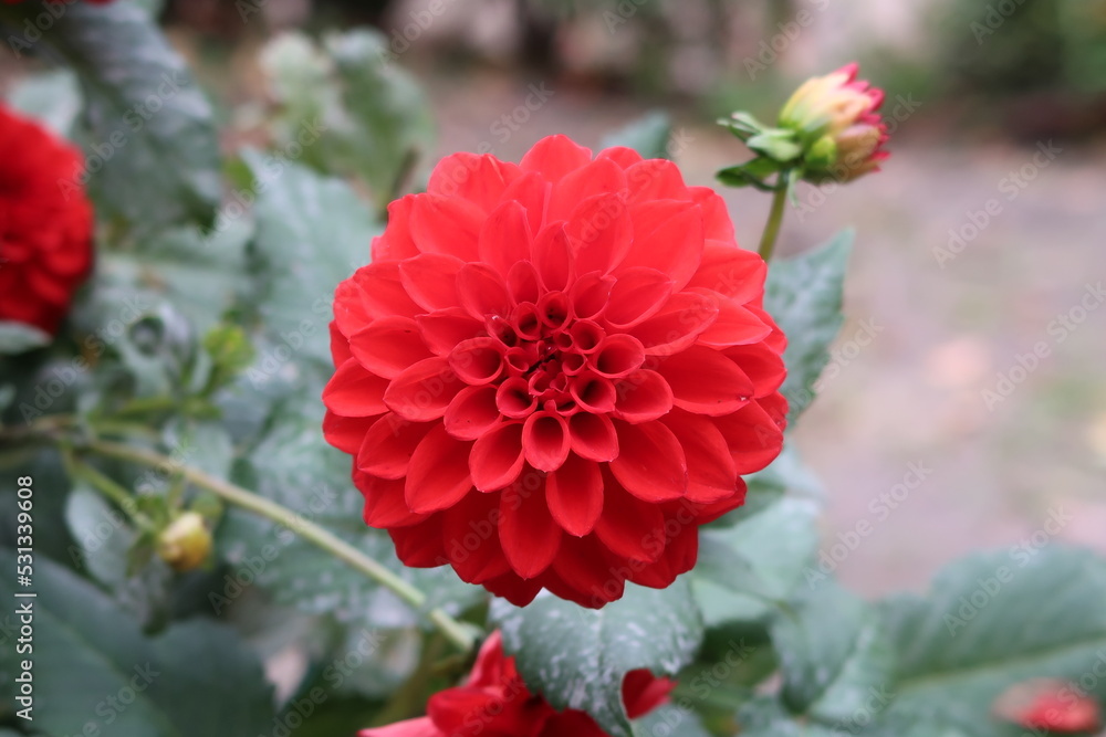 Flores de dalia roja en el jardín botánico. Hermosa flor de dalia roja ...