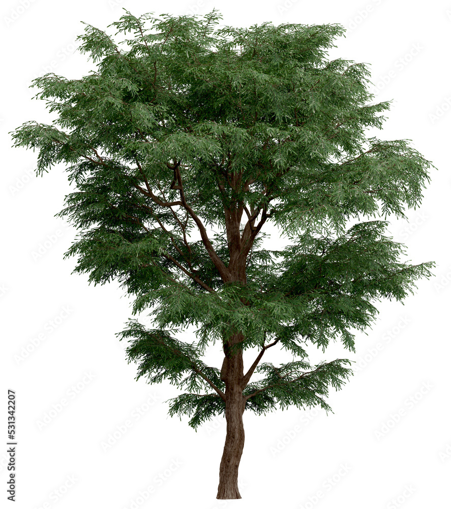 3d rendering of Taxodium Mucronatum PNG vegetation tree for compositing ...