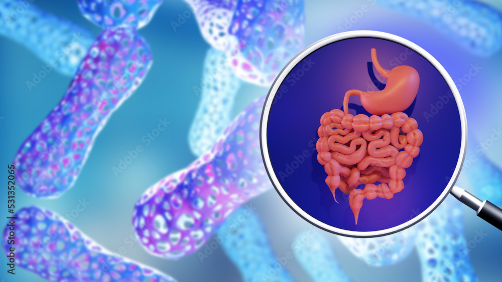 Digestive system and probiotics. Prevention of dysbacteriosis concept ...