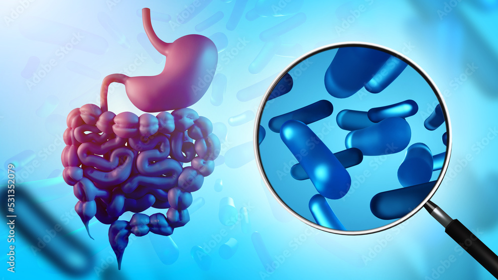 Beneficial microorganisms for stomach. Microbiome under magnifying ...