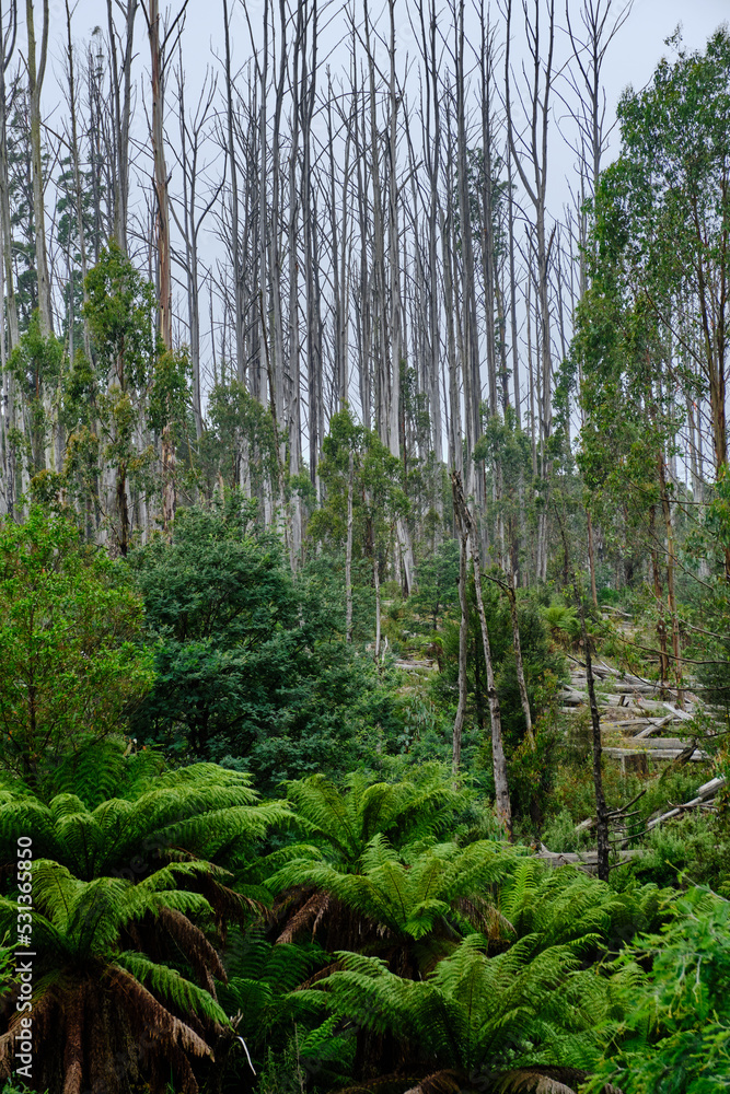 The tree ferns are arborescent (tree-like) ferns that grow with a trunk ...