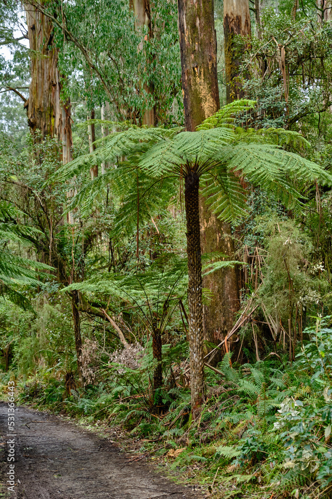 The tree ferns are arborescent (tree-like) ferns that grow with a trunk ...