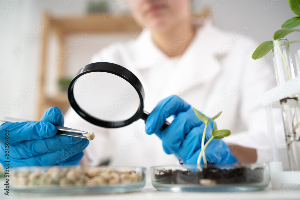 Chemical Laboratory of the Food supply. a lab assistant with a ...