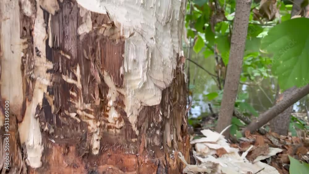 Tree gnawed by a muskrat. Tree damaged by a beaver by the river ...