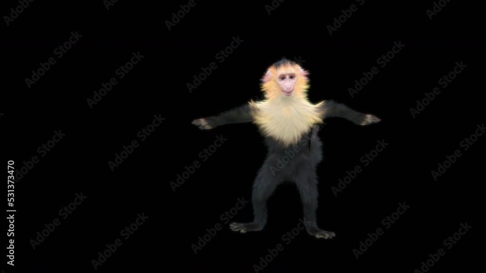 monkeys Dance CG fur 3d rendering animal realistic CGI VFX Animation ...