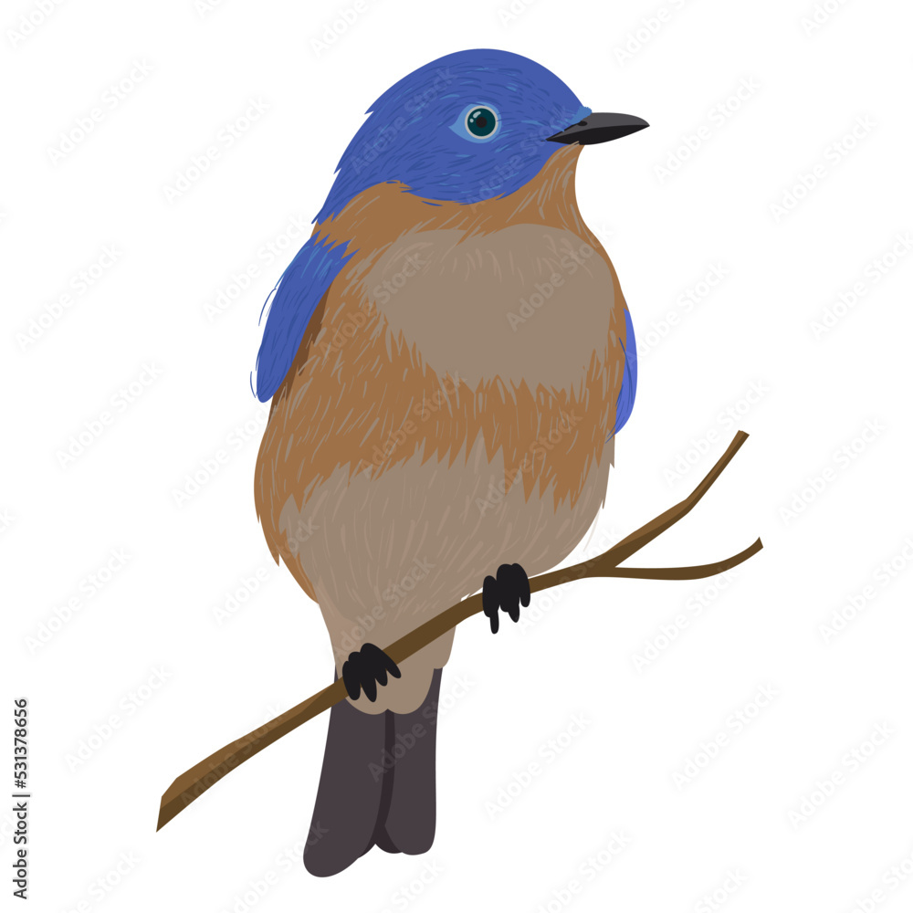 Poster eastern bluebird flat vector illustration clipart isolated ...
