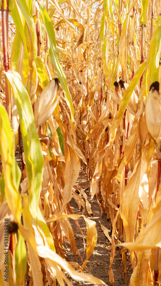 Dry land in a corn field due to prolonged heat and lack of rainfall ...