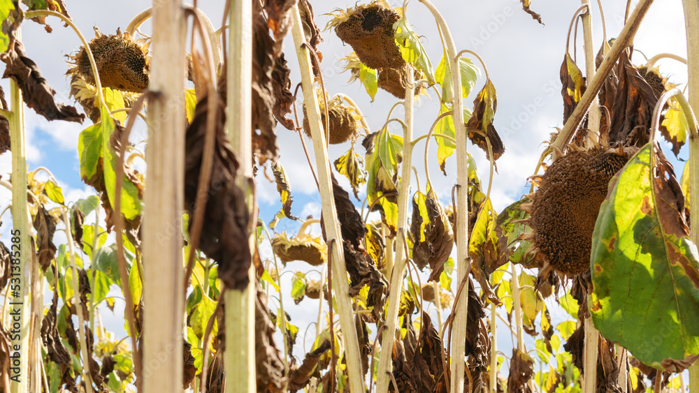 Global warming. The field of sunflowers dried up due to the heat and ...