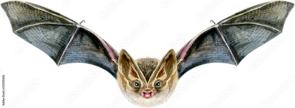 Watercolor illustration of a bat Stock Illustration | Adobe Stock