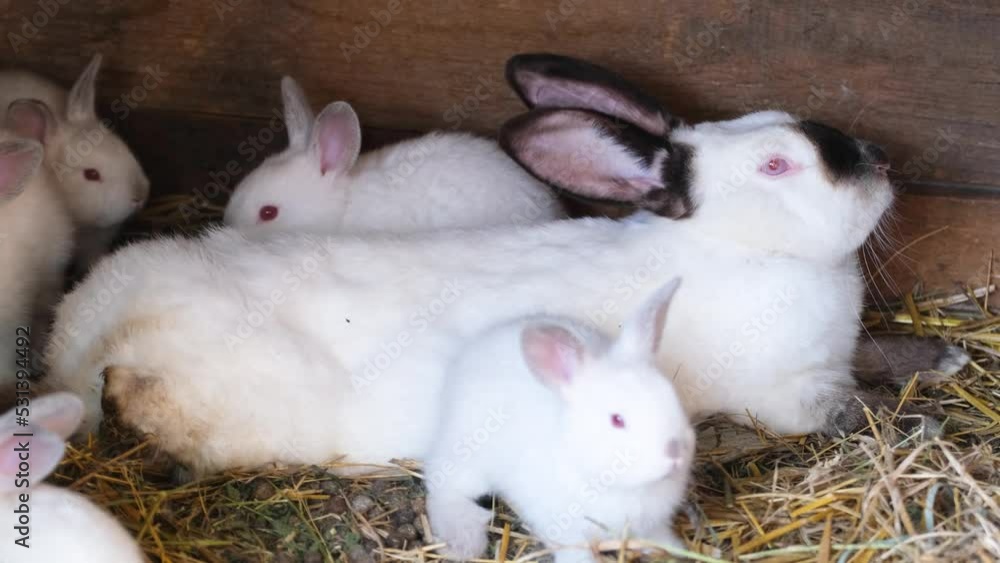 Mother and baby rabbits are resting in a cage. Breeding animals on the ...