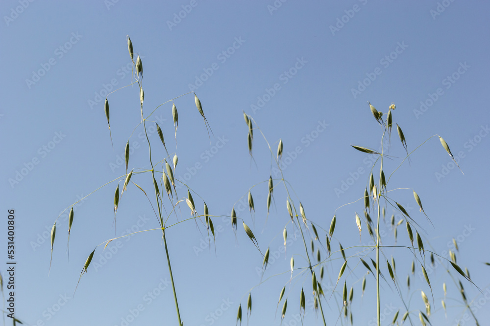 Avena sativa, Common oat, cereal grain grown for human consumption as ...