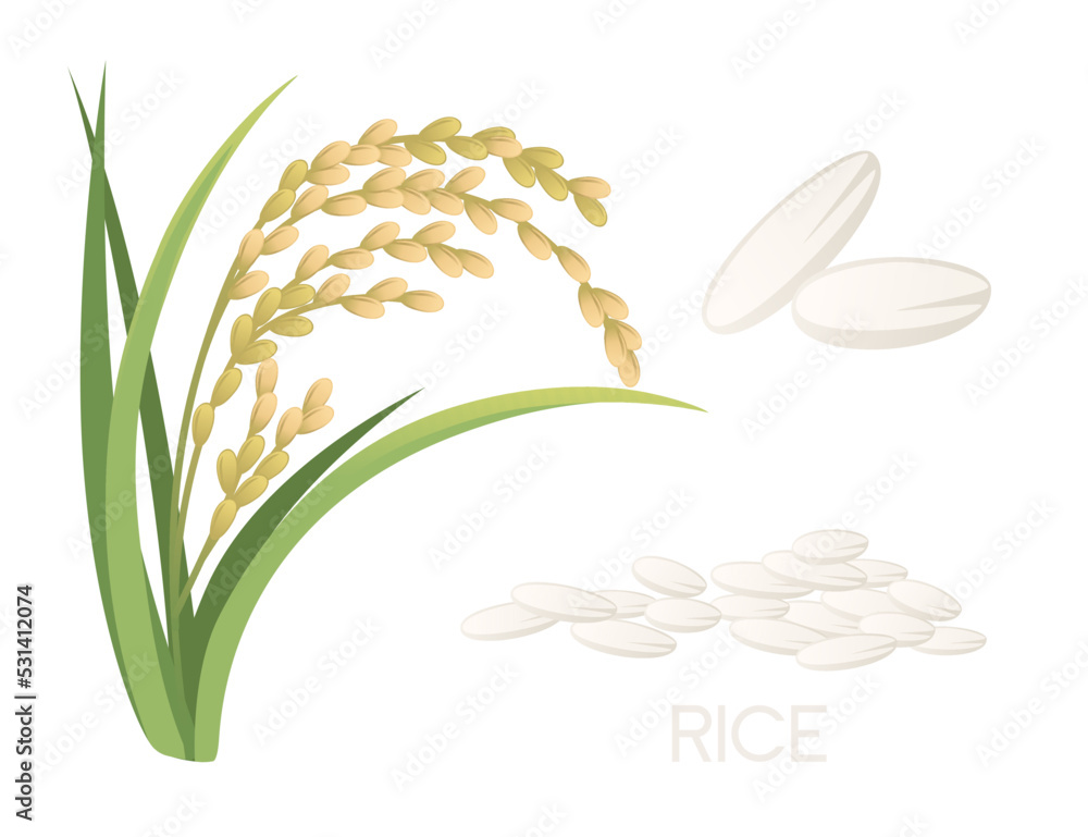Asian agriculture rice plant with ears white grain vector illustration ...