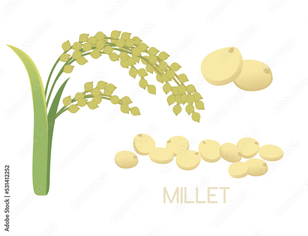 Millet agriculture plant with ears grain vector illustration isolated ...