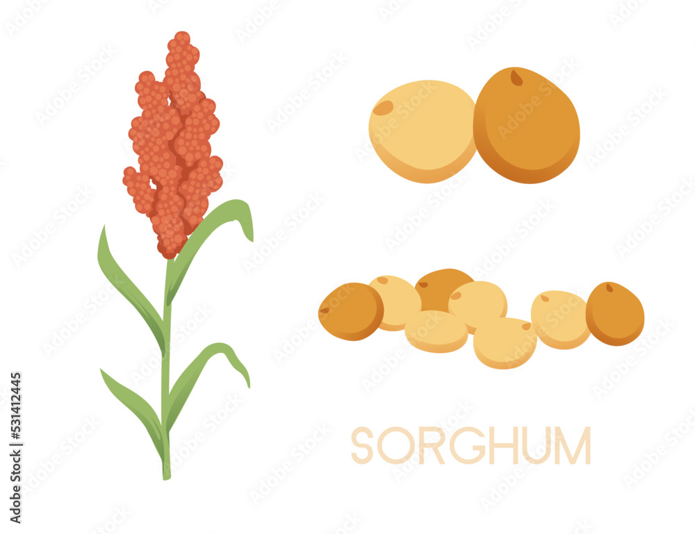 Sorghum agriculture plant with seeds grain vector illustration isolated ...