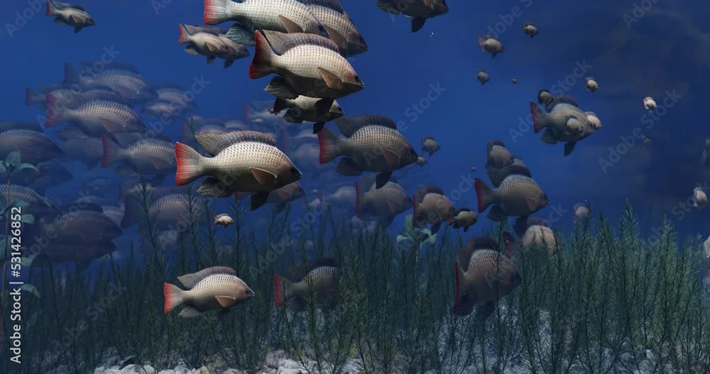 Flocks of fish swim in groups, the underwater circle is shining down ...