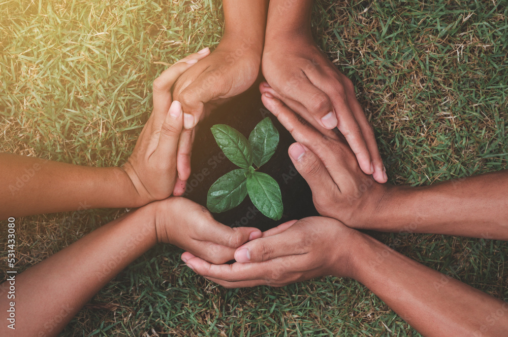 little boy's hand holding a green sapling earth day In the hands of ...