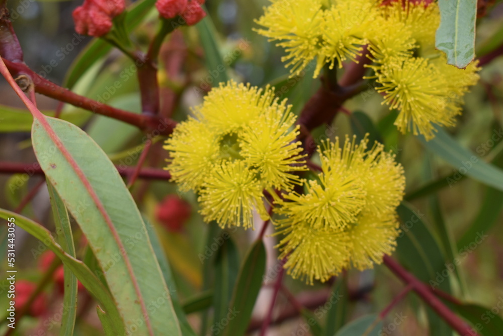 read and yellow native australian flower Stock Photo | Adobe Stock