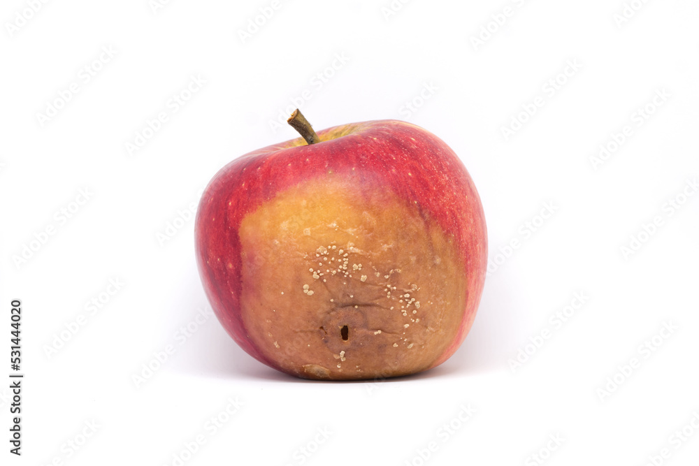 Rotten apple cultivar Rubin affected with Moniliosis mold. Mildew on ...