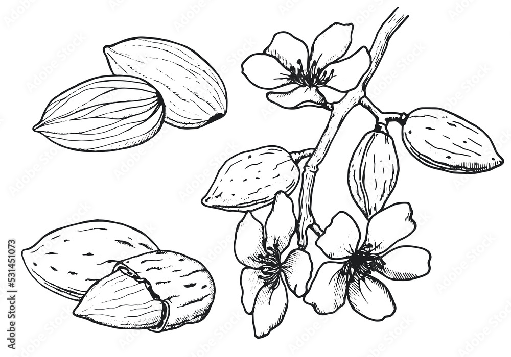 Almond set. Nuts and almond flowers. Hand drawn sketch. Vector ...