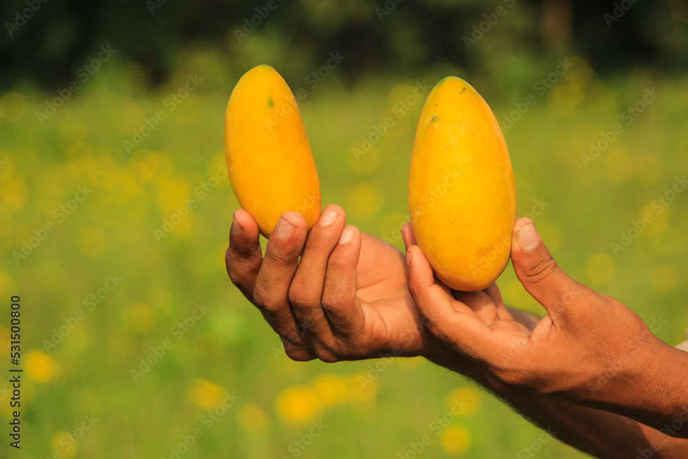 Capture of fresh riped mangoes isolated on hand.Ripen harvested mangoes ...