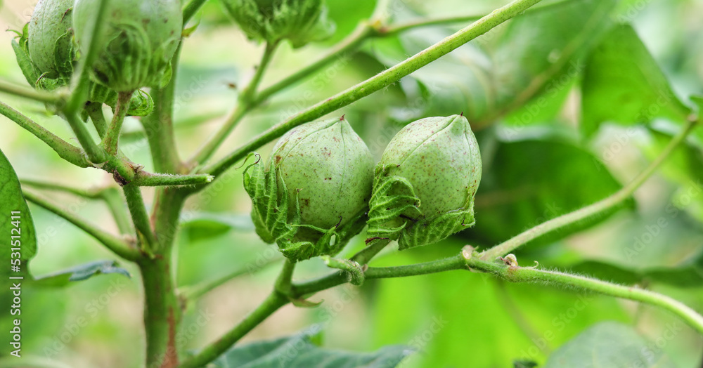 Cotton Boll With Plant