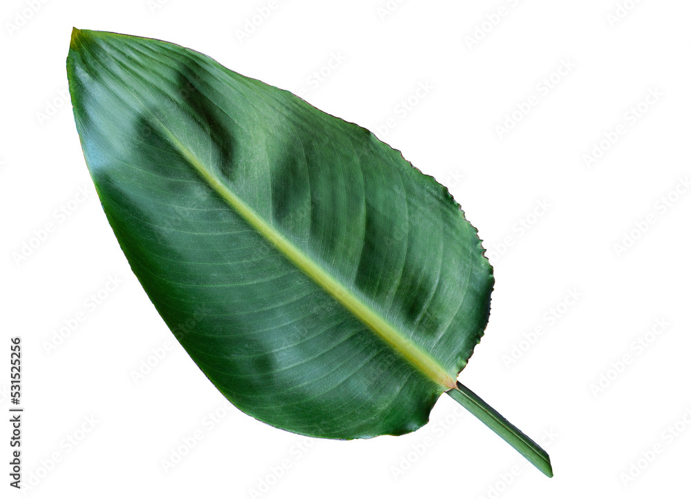 Foto de Green strelitzia leaf isolated on white do Stock | Adobe Stock