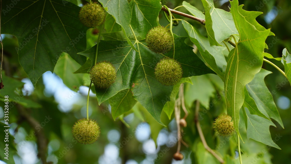 Leaves and fruits of Platanus occidentalis, also known as American ...
