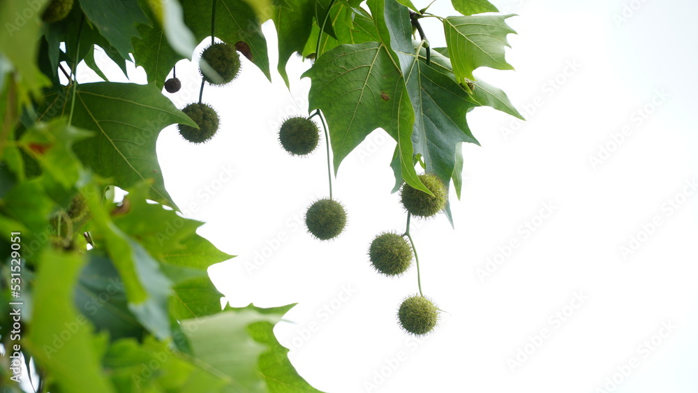 Leaves and fruits of Platanus occidentalis, also known as American ...