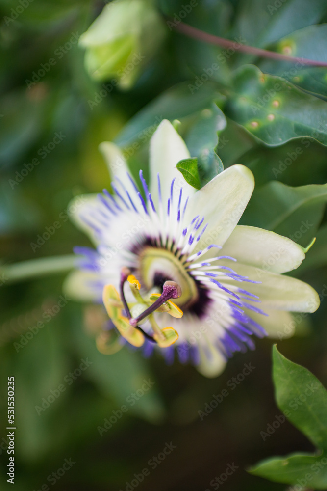 Passiflora caerulea, known as blue passionflower, bluecrown ...